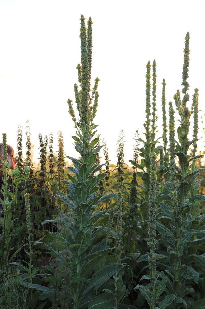 Valge ristik 10kg - Mahe Eeriksaare OÜ